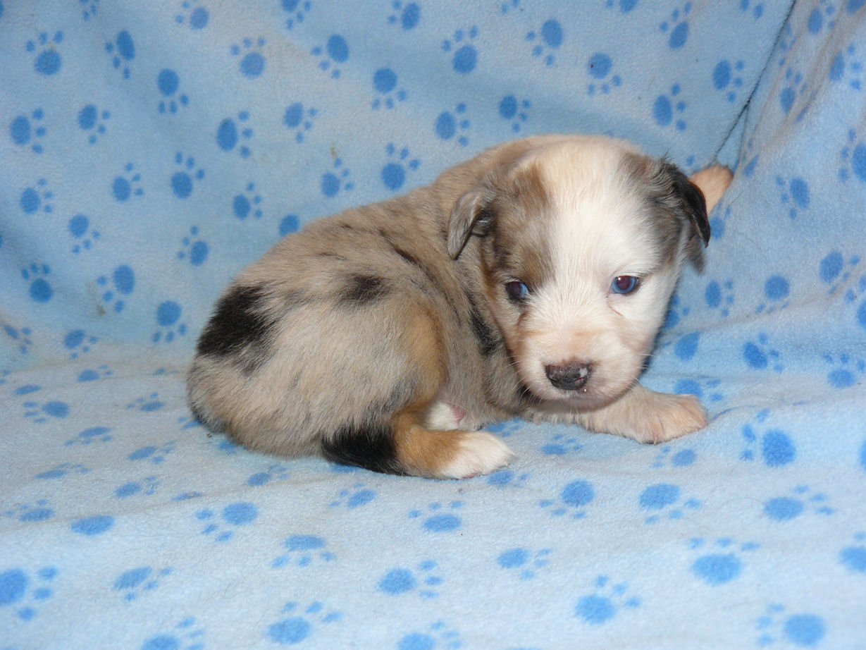 Lacy and Wyatt s puppies now 4 weeks old. | Kicks and Giggles Mini Aussies
