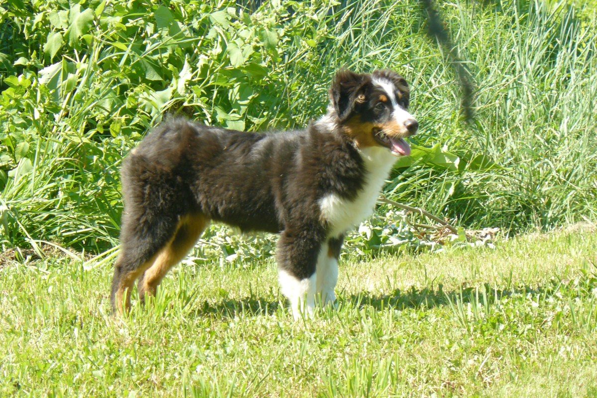 Truffles | Kicks and Giggles Mini Aussies