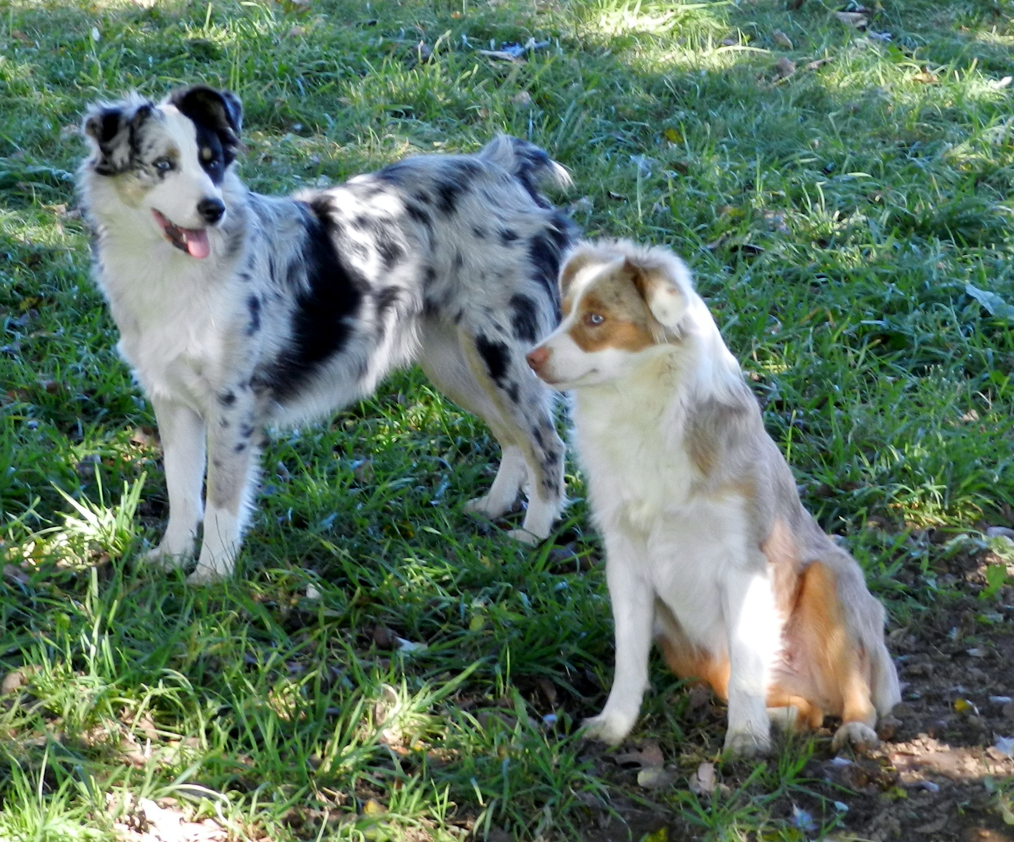 About Mini Aussie Puppies | Kicks and Giggles Mini Aussies